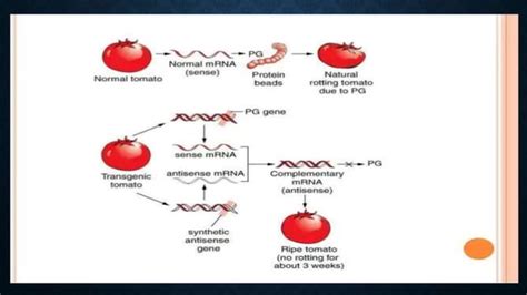 Antisense Rna Technology Pptx