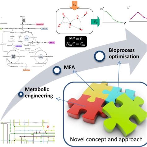 Pdf Metabolic Network Modelling Of Chinese Hamster Ovary Cho Culture Bioreactors Operated As