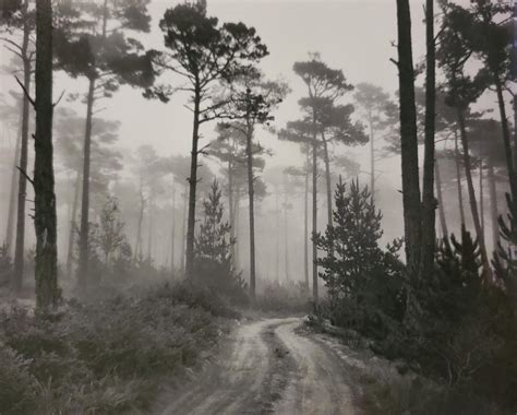 At Auction Ansel Adams Ansel Adams Road And Fog Del Monte Forest