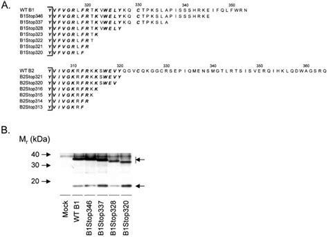 Negative And Positive Regulatory Epitopes In The C Terminal Domains Of The Human B1 And B2
