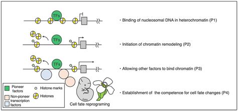 Transcription Factors