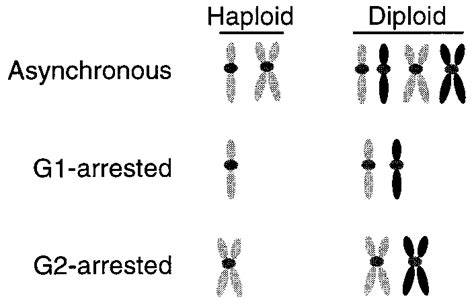 Schematic Representation Of Asynchronous And Synchronous Cultures The Download Scientific