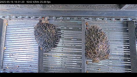 Roboflow Grading Object Detection Dataset By Tutorial Roboflow