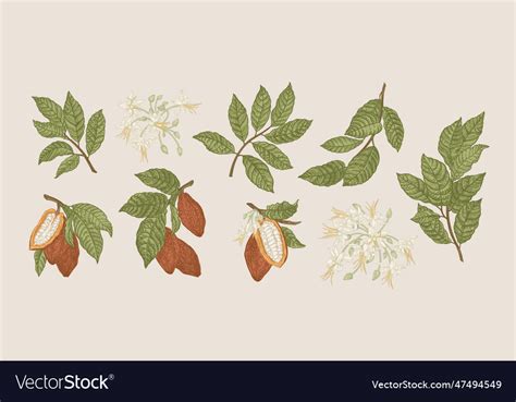 Set Of A Cocoa Tree Royalty Free Vector Image VectorStock