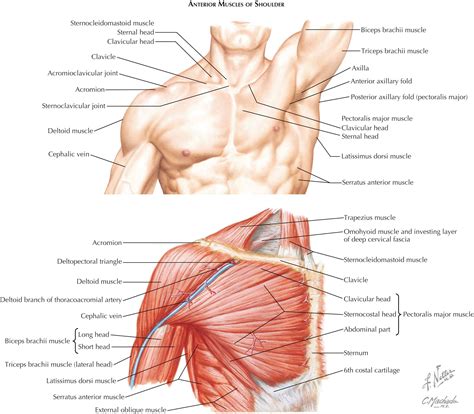 Shoulder Muscles Anatomy Front