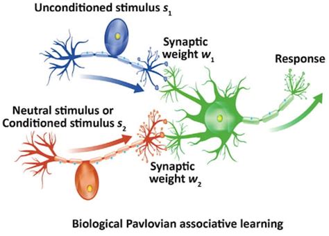 Inspired By Pavlov Researchers Use Light To Bring Classical Conditioning To Ai News