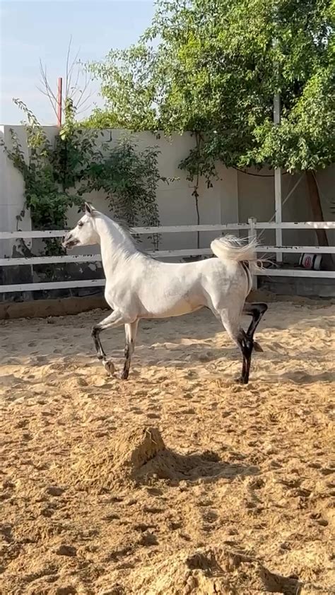 Badmintonopen Badmintonopen Deception Deceptionpass Deceptionunveiled Return Badminton