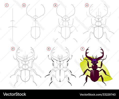 How To Draw Step Step A Cute Stag Beetle Vector Image