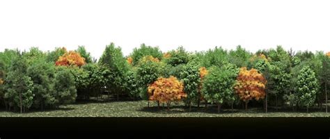 Árboles de la línea forestal en el bosque con hierba y hojas caídas aisladas sobre fondo blanco
