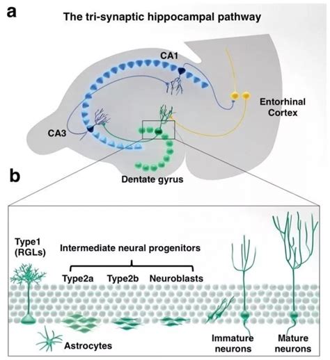 图2 （a）海马中的三突触回路；（b）海马齿状回内海马成体神经发生到成熟的过程 （图源：参考资料[6]）