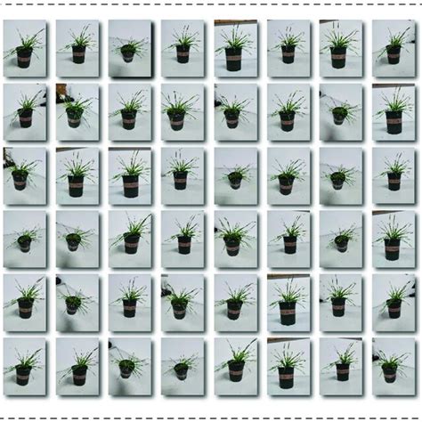 Wheat 3d Reconstruction Dataset 1 Group Download Scientific Diagram