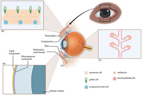 Polymers And Biomaterials For Posterior Lamella Of The Eyelid And The
