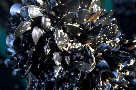 Wild Shellfish Warning Potentially Lethal Toxins Found In Tasmanian