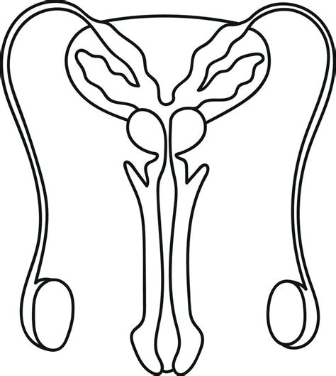 Male Reproductive System In Doodle Style Organs Human In 2025