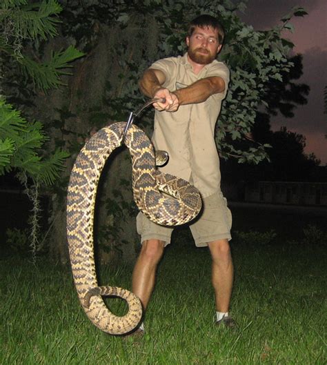 Python Or Rattlesnake Page 3 Reptile Forums