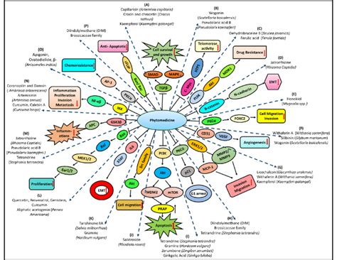 Schematic Diagram Of Different Cancer Cell Survival Signaling Pathways
