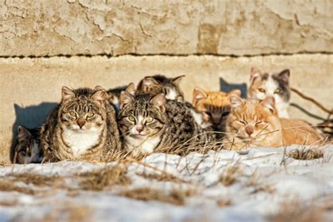 How To Help Feral Cats In Your Community My 3 Little Kittens