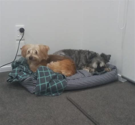 Brandy Leyla And Toby Have Arrived Safely In New Zealand 🐶🐈🐶🇳🇿