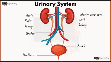 Human Urinary System Diagram With Labells