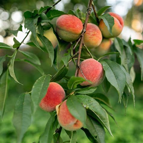 Redhaven Peach Trees For Sale At Arbor Days Online Tree Nursery Arbor Day Foundation
