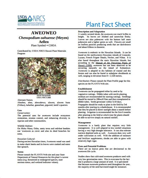 Fact Sheet Template Microsoft Word Sample Professional Template