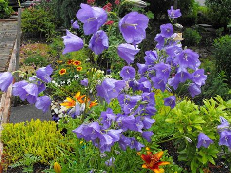 Bellflowers Plant Care And Collection Of Varieties