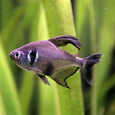 Acheter Hyphessobrycon Megalopterus Aquario Passion