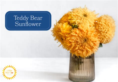 Sunflower Types How To Grow And How To Take Care Of Sunflowers