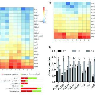 Hierarchical Clustering Of Commonly Up Regulated A And Download Scientific Diagram