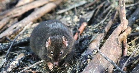 The Bizarre Sex Lives Of These Marsupials Could Reveal Secrets About Sleep