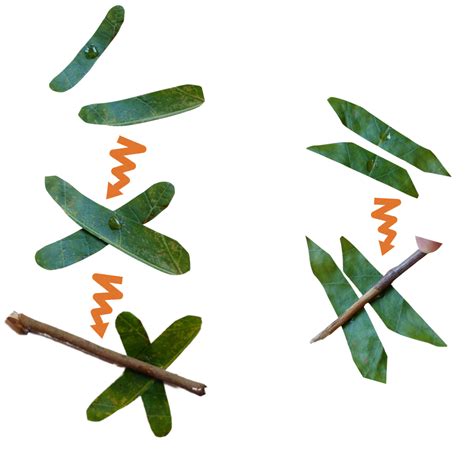 Vliegende Libellen Natuurpunt