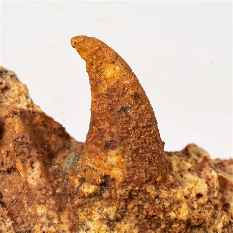 Monoplacophoran Mollusc Wildernessia Inexpectans The Natural Canvas