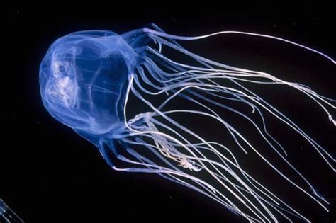 10 Different Types Of Jellyfish HubPages