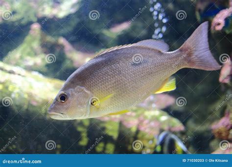 Russell S Snapper Or Moses Perch Stock Image Image Of Russellii