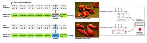 Hemoglobin Definition Structure And Function Biology Notes Online