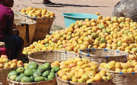 Feature The Tale Behind Uzumba Mutokos Bountiful Golden Fruit