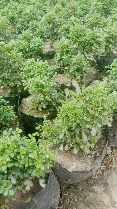 Medium Table Kamini Plants At ₹ 45piece In Nagaon Id 2856315491991