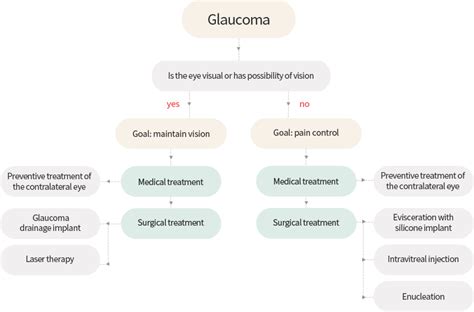 Glaucoma Clinic 분당밝은아이동물병원