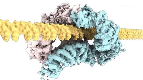 Cryo Em And Single Molecule Imaging Reveal Dna Repair Secrets