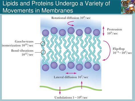 Outer Membrane Permeability And Antibiotic Resistance