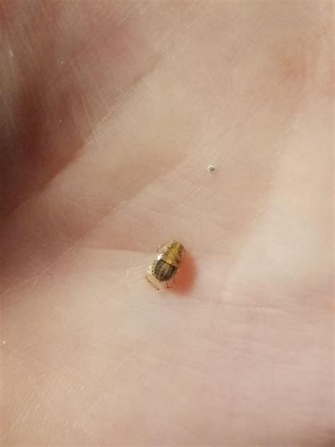 Need Help Identifying This Roach Rinsects Need Help Identifying This Roach Rinsects