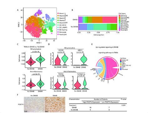 Dmab Treatment Promotes The M2 Subtype Of Tams Via Periostin Postn