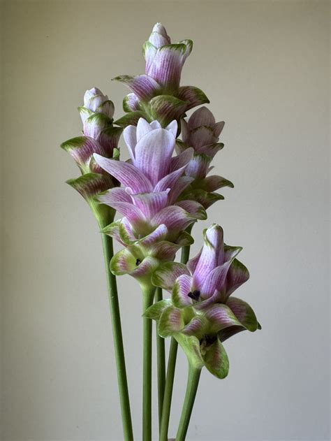 What Are Curcuma And How Do You Grow Them — Ampersand Bulb Co