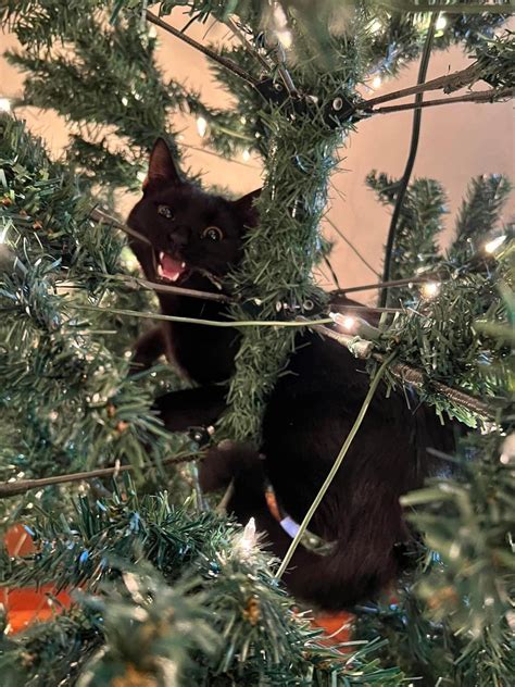 This Is Doom Bucket Youre Welcome R Blackcats