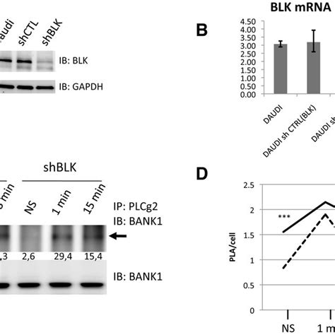 Silencing Of The Blk Kinase Leads To Alteration Of The Association Download Scientific Diagram