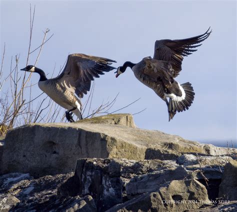 Goose Aggression With 150 600 Small Sensor Photography By Thomas Stirr