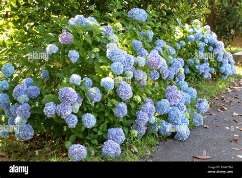 Hydrangea Macrophylla Ornamental Shrub With Blue Flower Heads Hydrangea Garden Hedge Hortensia