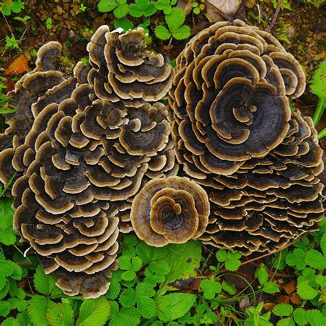 News Why Choose Organic Coriolus Versicolor Extract For Wellness