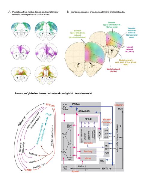 Ucla Brain Neural Networks Of The Mouse Neocortex
