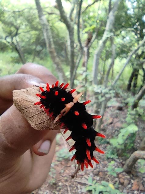 Psytalla Horrida Is An Insect In The Assassin Bug Genus Psytalla It Is